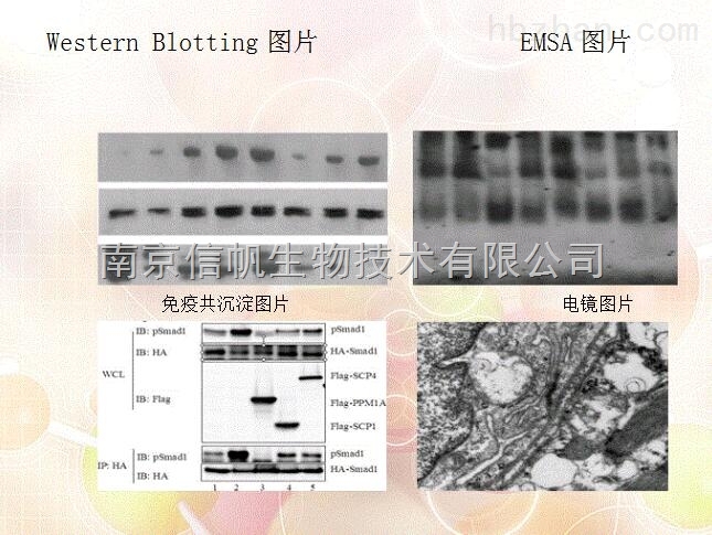 Western Blotting检测,WB实验代测，WB实验服务-环保在线